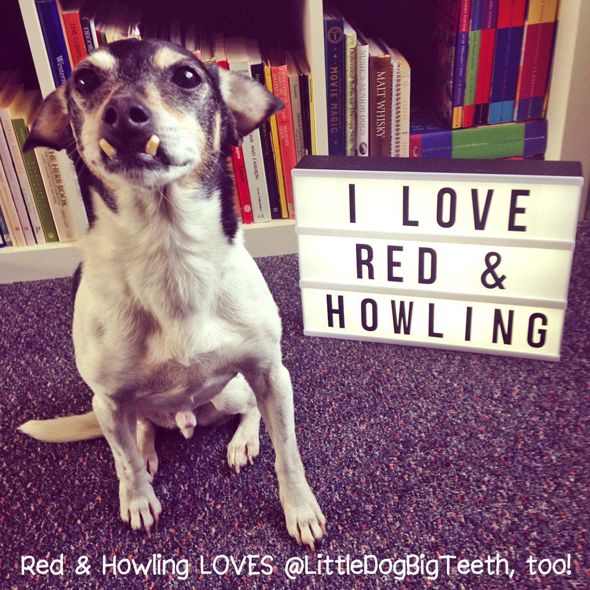 Red and Howling