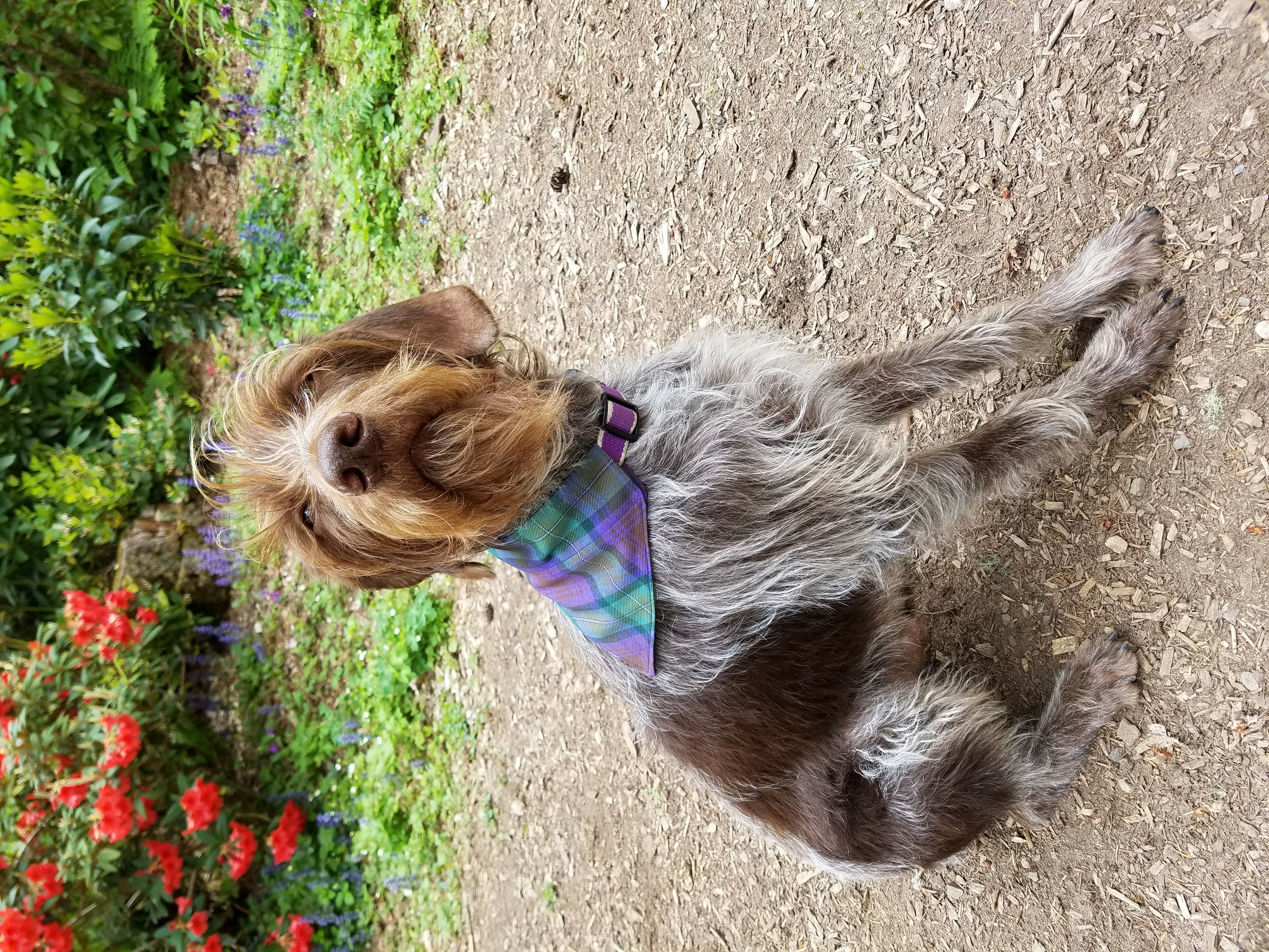 20180517124011001 – Red and Howling