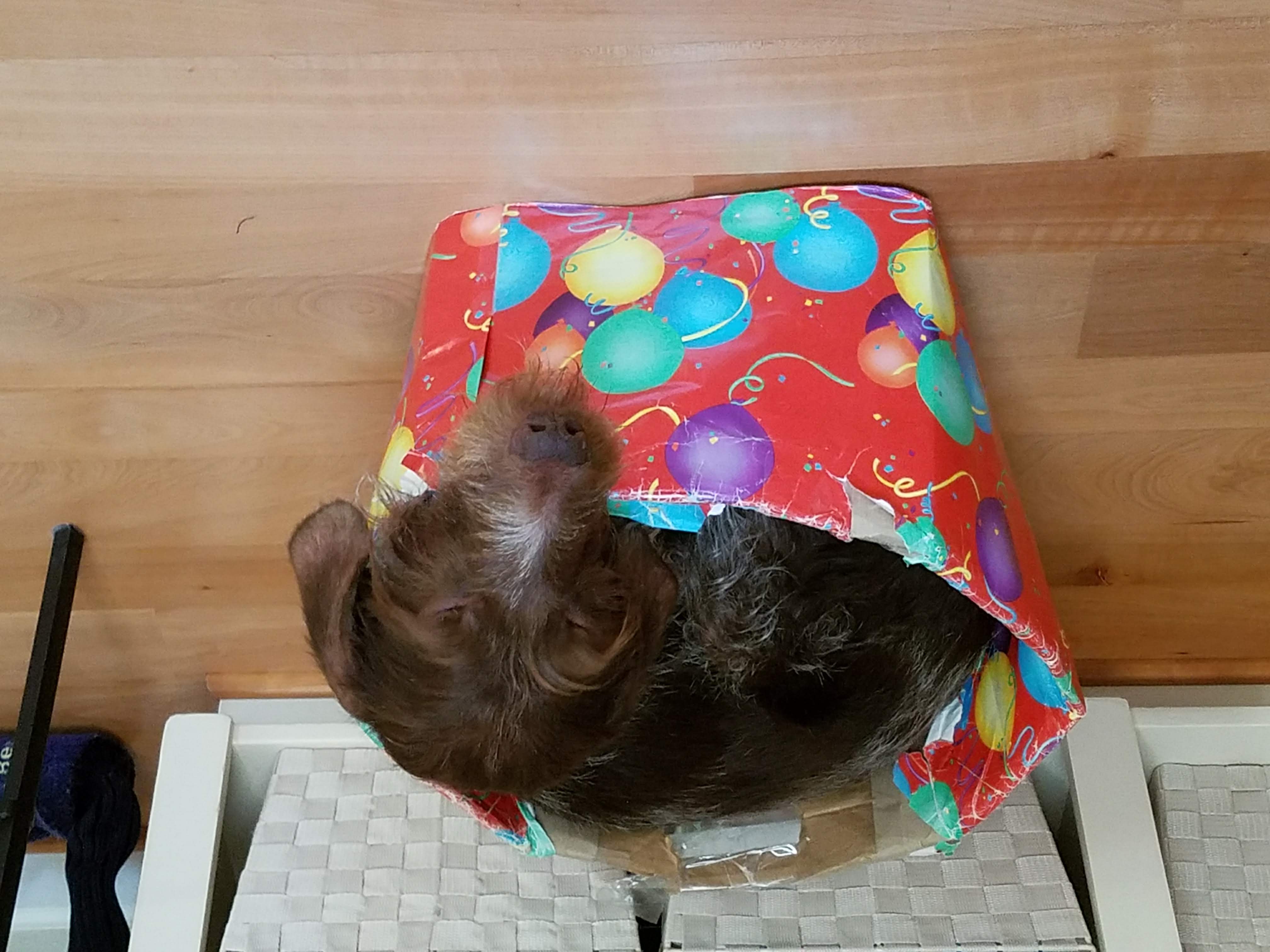 20180726_182446 – Red and Howling